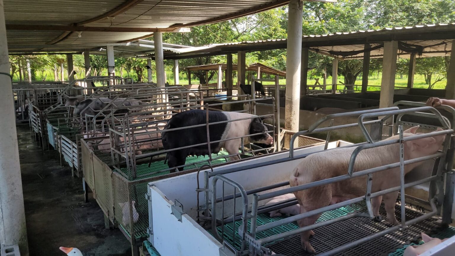 Por altos costos de producción aumenta precio de la carne de cerdo ...