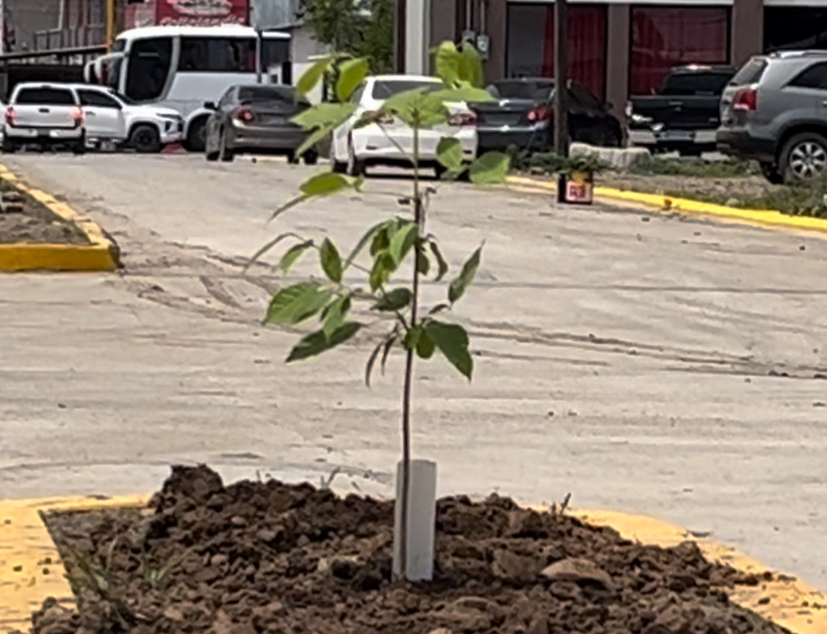 Unidad ambiental con aporte de empresario siembran árboles de macuelizo ...