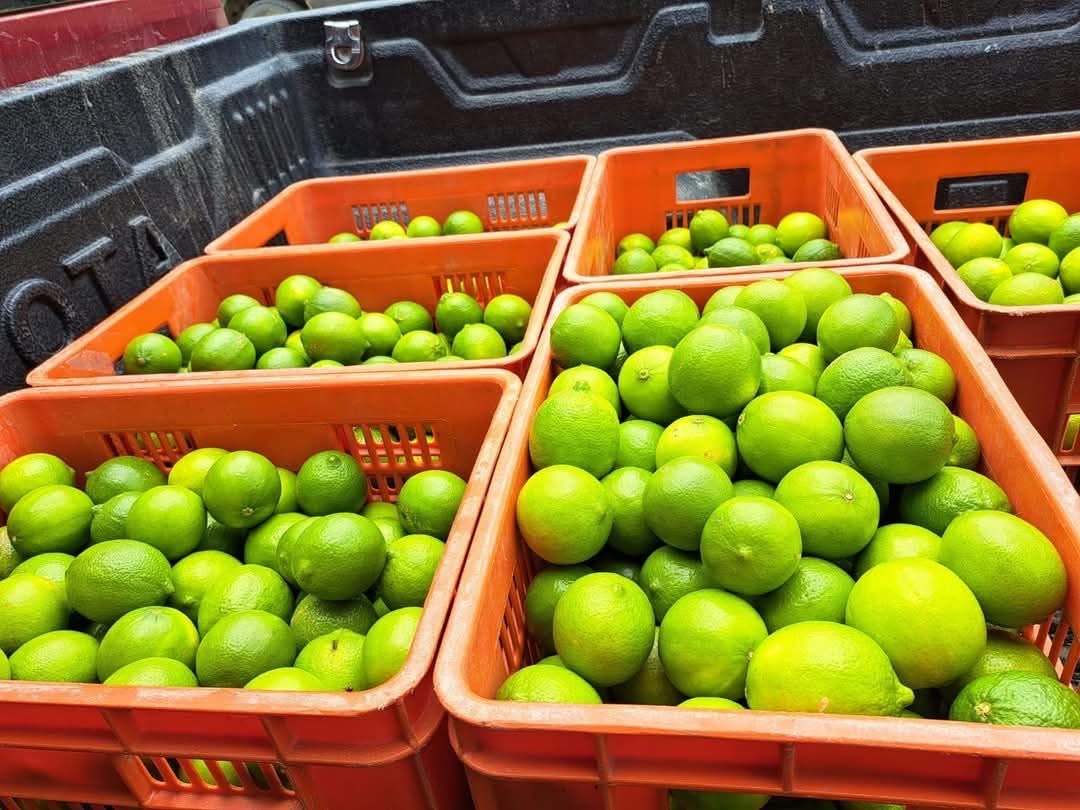 Por las nubes el precio del limón en Colón – Colón Al Dia