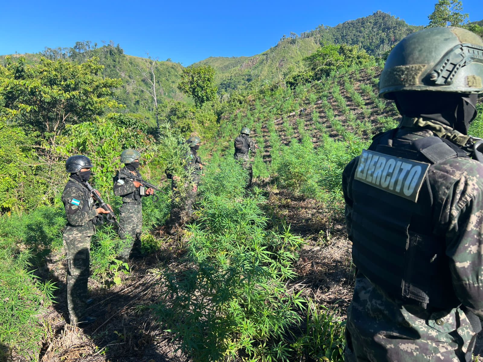 Aseguran más de 18 mil plantas de marihuana en Colón – Colón Al Dia